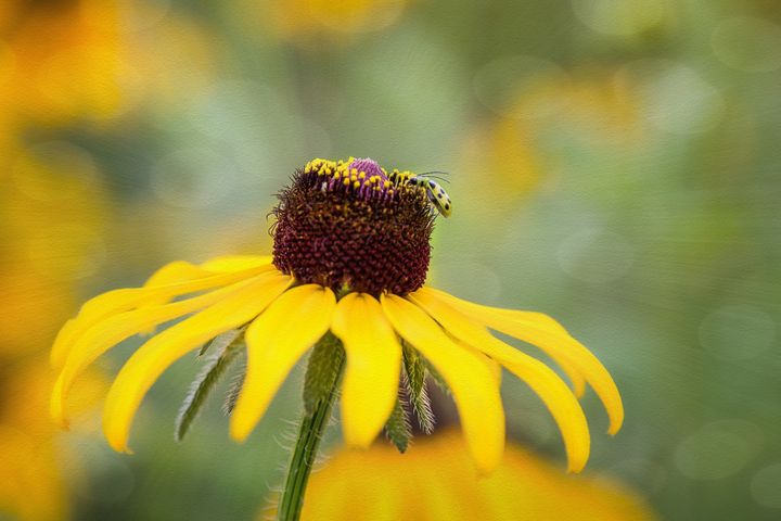 Don't Bug Me - Sharon McConnell - Photography, Flowers, Plants, & Trees ...
