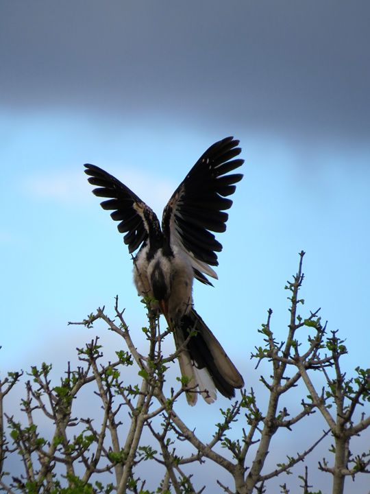 Praying Bird - Katie Jacobson-Lang - Photography, Animals, Birds ...