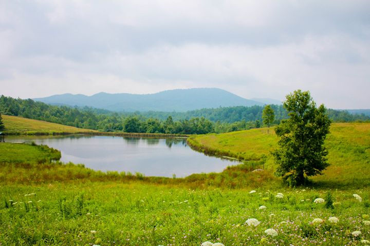 Tracy Matlock - Photography