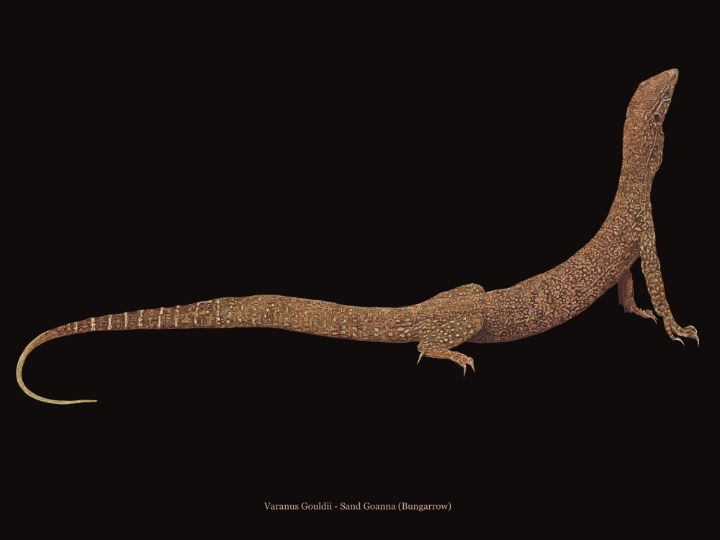Australian Sand Goanna - The Art of Cain - Drawings & Illustration ...