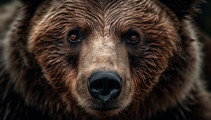 Large Grizzly Bear Looking at Camera - Picked And Shared™ - Digital Art ...