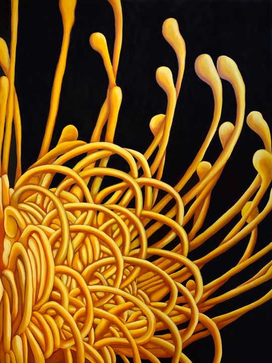 VICTORIA DWARF ORANGE - Dorota Quiroz - Paintings & Prints, Flowers ...