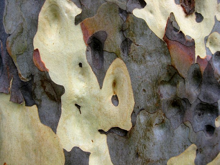 Great Looking Bark - robertmargetts - Photography, Flowers, Plants ...