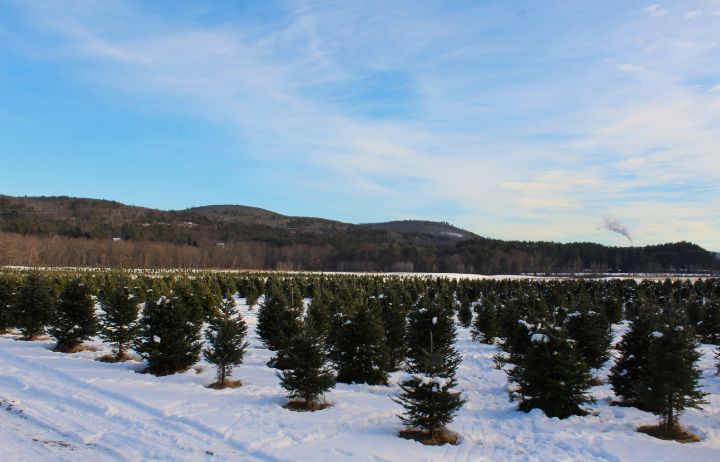 Tree Farm Landscape Color - Arbitrary Ginger Photography - Photography ...