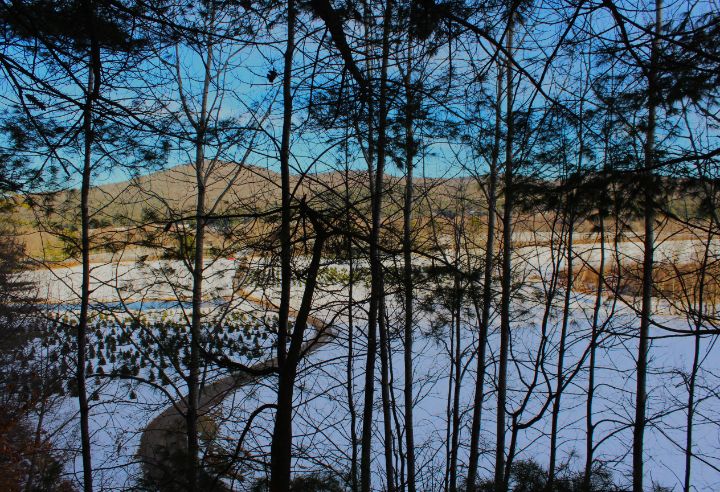 Tree Lined Lens - Arbitrary Ginger Photography - Photography ...