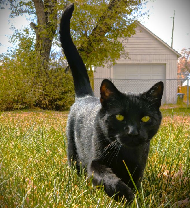 Black Cat Walking - Arbitrary Ginger Photography - Photography, Animals ...