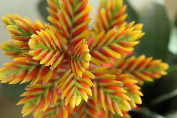 Yellow, Red and Green Fan Flower - Arbitrary Ginger Photography ...