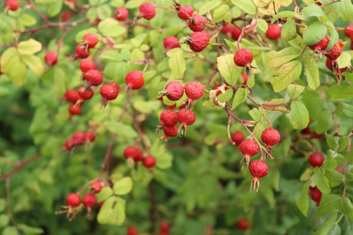 Early Bright Red Natural Berries - Arbitrary Ginger Photography ...