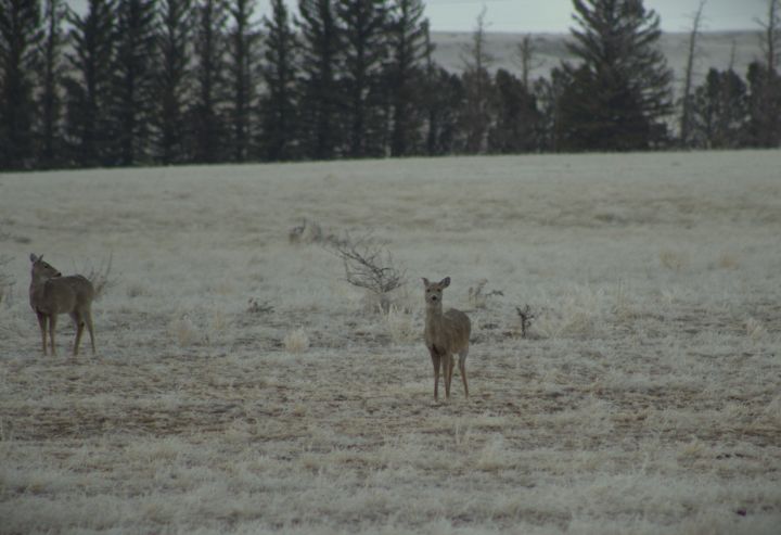 What Was That... - Arbitrary Ginger Photography - Photography, Animals ...