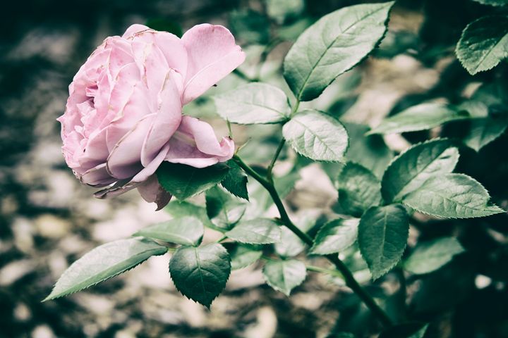 Pink Rose - Seeking Venture Gallery - Photography, Flowers, Plants ...