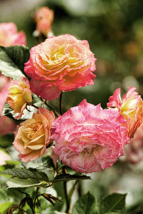 Roses - Seeking Venture Gallery - Photography, Flowers, Plants, & Trees ...