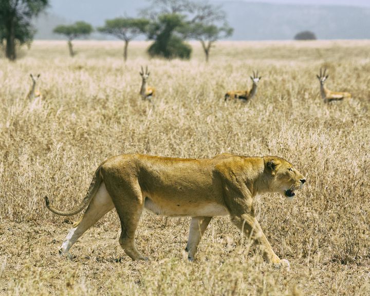 On the Prowl - Seeking Venture Gallery - Photography, Animals, Birds ...