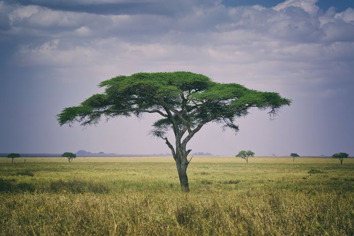 Serengeti Tree - Seeking Venture Gallery - Photography, Landscapes ...