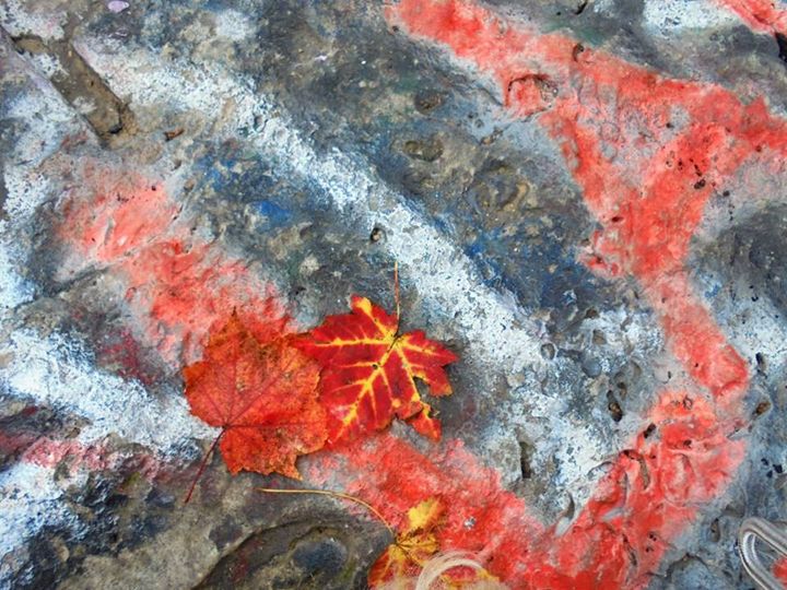 Red - Creations by Hosanna - Photography, Abstract, Organic - ArtPal