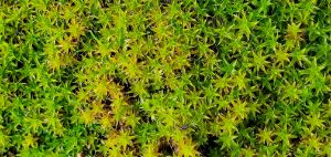 Marcsmyth's Art - Photography