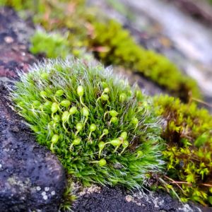 Marcsmyth's Art - Photography