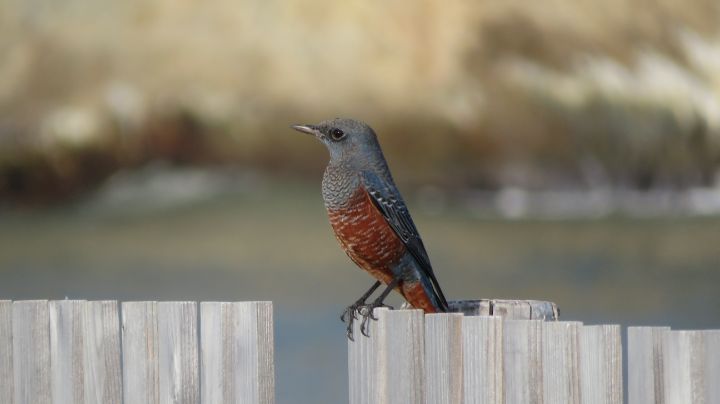 Dignified blue bird - Hawk・Oren ( ホーク・オレン） - Photography, Animals ...