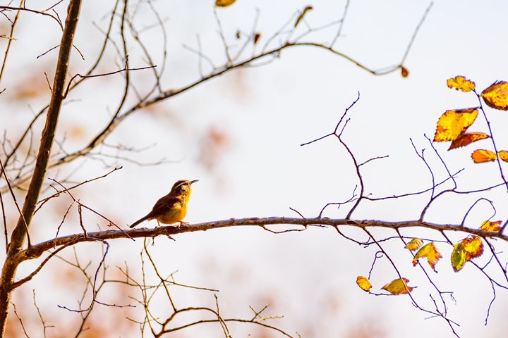 Carolina Wren in the Autumn Sun - Jarrett Art - Photography, Animals ...