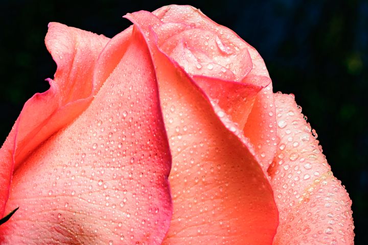 Pink -- Closeup of Single Pink Rose - Jarrett Art - Photography ...