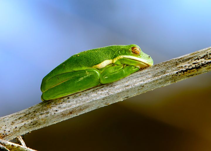 Little Green Tree Frog Sleeping - Jarrett Art - Photography, Animals, Birds, & Fish, Reptiles ...