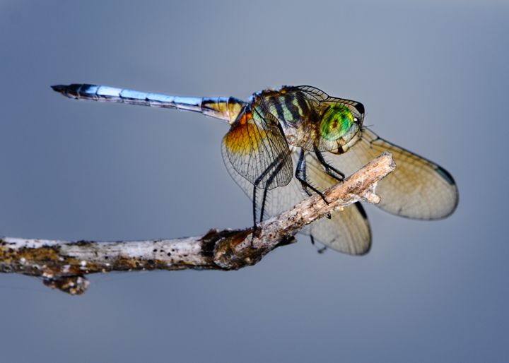 Behind the veil -- Blue dasher - Jarrett Art - Photography, Animals ...