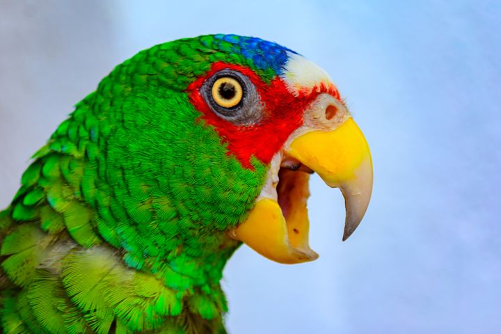 Spectacled Amazon Parrot - Jarrett Art - Photography, Animals, Birds ...