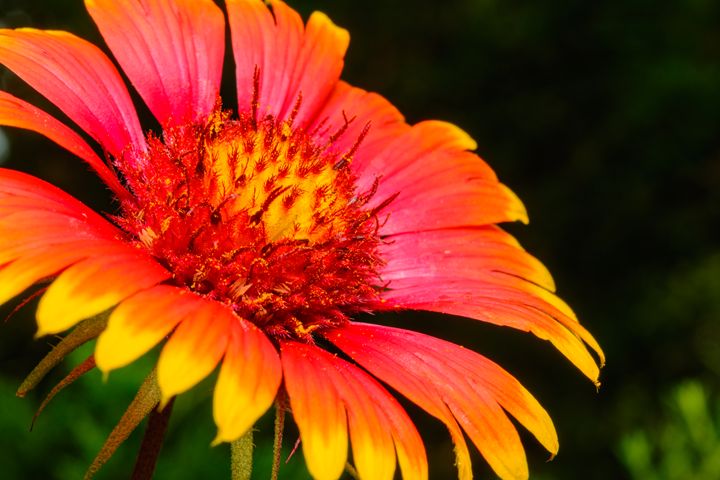Firewheel Flower Seeds | Best Flower Site