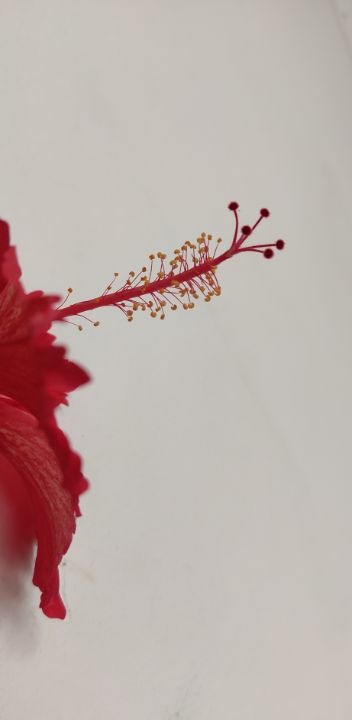 Hibiscus - Mouri's Pencil Arts and Photographs - Photography, Flowers ...