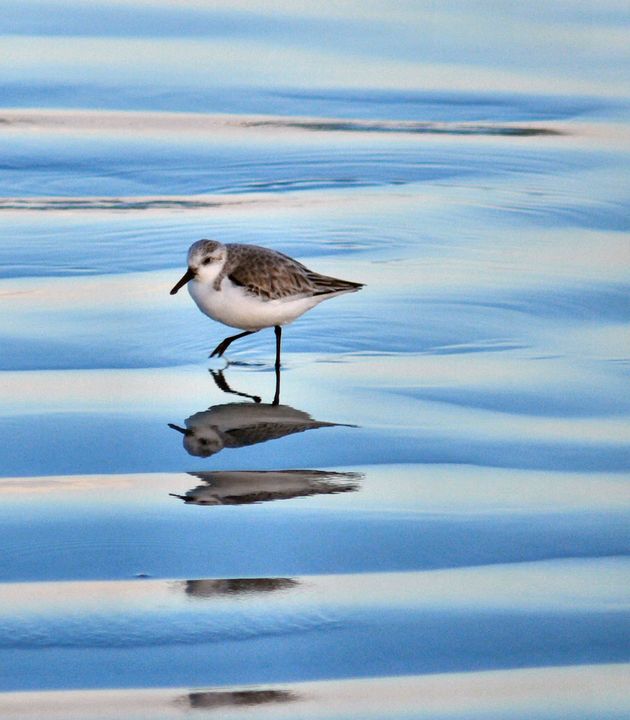 Natural Impressions by Nancy - Photography, Paintings & Prints