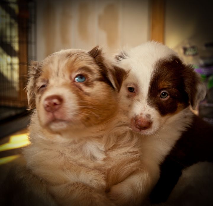 Mix & Match - Aussie Puppies - Peaceful Prints & Wall Murals ...