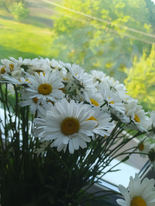 Haitang - Photography, Drawings & Illustration