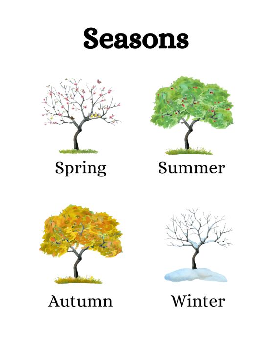 Educational Poster Seasons In A Tree - BestArt - Drawings ...