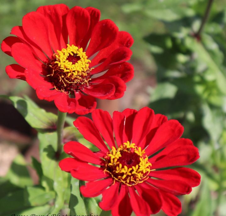 Red - Amy Burd Photography - Photography, Flowers, Plants, & Trees ...