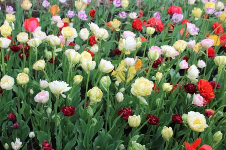 bed of tulips - Amy Burd Photography - Photography, Flowers, Plants ...
