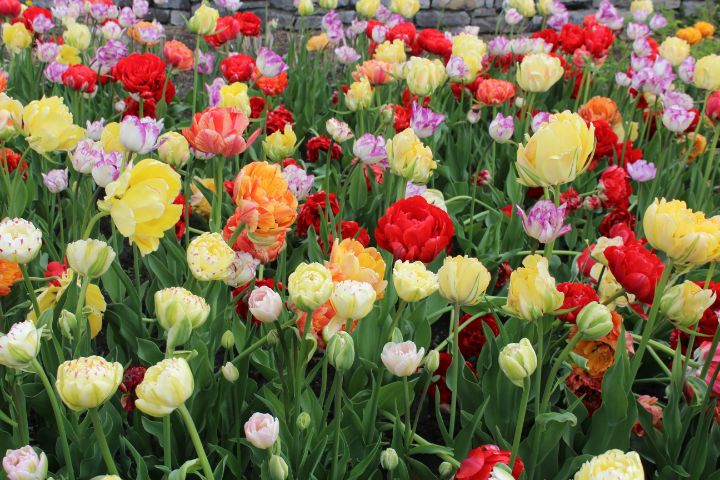 tulips - Amy Burd Photography - Photography, Flowers, Plants, & Trees ...