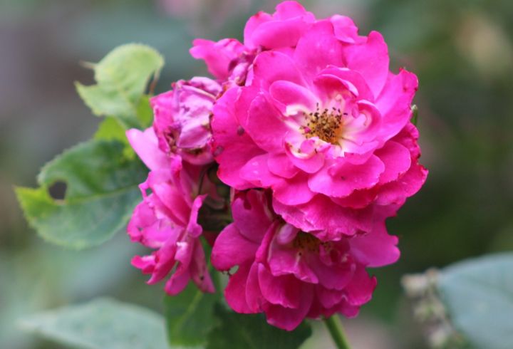 Amy Burd Photography - Photography