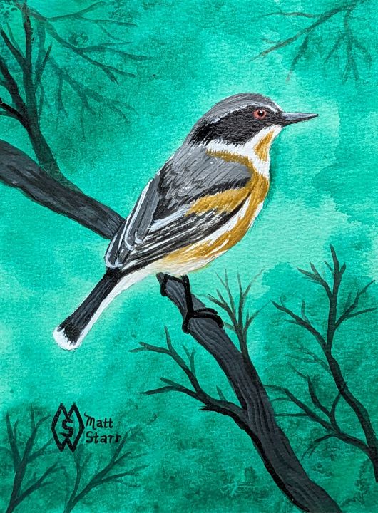 Cape batis in the coastal forest - Matt Starr Fine Art - Paintings ...