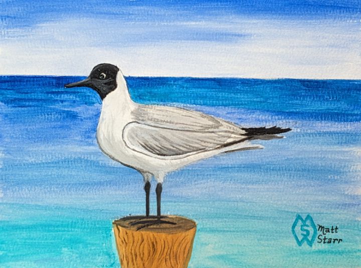 Black-headed gull at the shore - Matt Starr Fine Art - Paintings & Prints, Animals, Birds ...