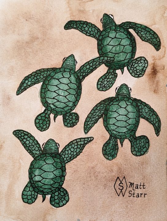 Baby sea turtles head to the ocean - Matt Starr Fine Art - Paintings ...