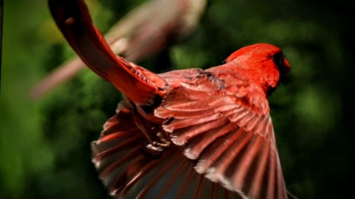 Cardinal in flight - SCC - Photography, Animals, Birds, & Fish, Birds ...