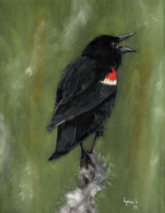 RED WINGED BLACKBIRD - DREAMZ-ART - Drawings & Illustration, Animals ...