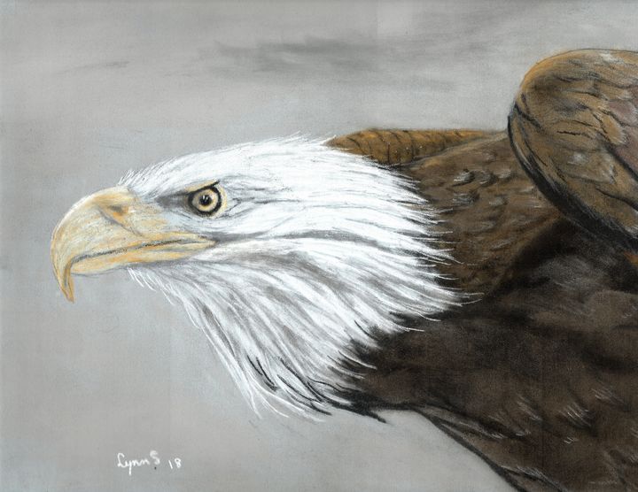 BALD EAGLE - DREAMZ-ART - Drawings & Illustration, Animals, Birds ...
