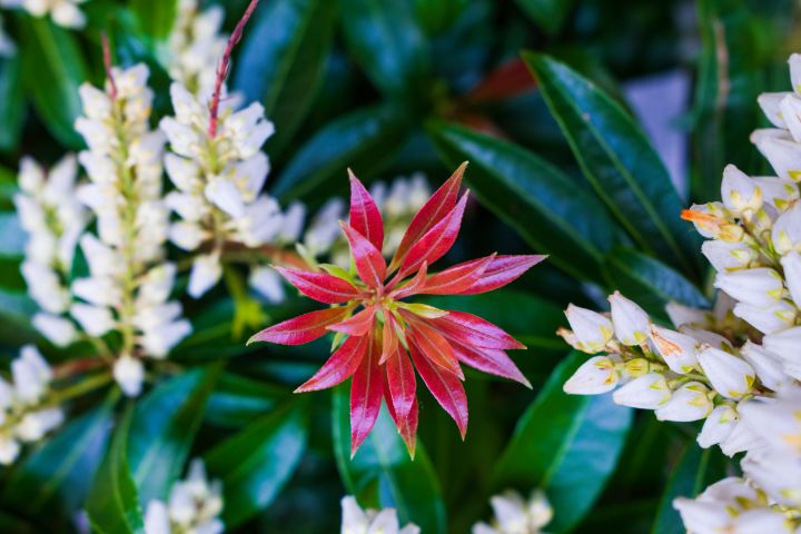 Pieris Japonica Katsura in Color - Dean Christiansen - Photography ...