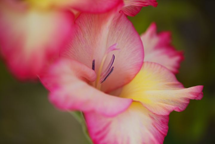 Gladioli Flower Single Bloom - Joy Watson Photography - Photography ...
