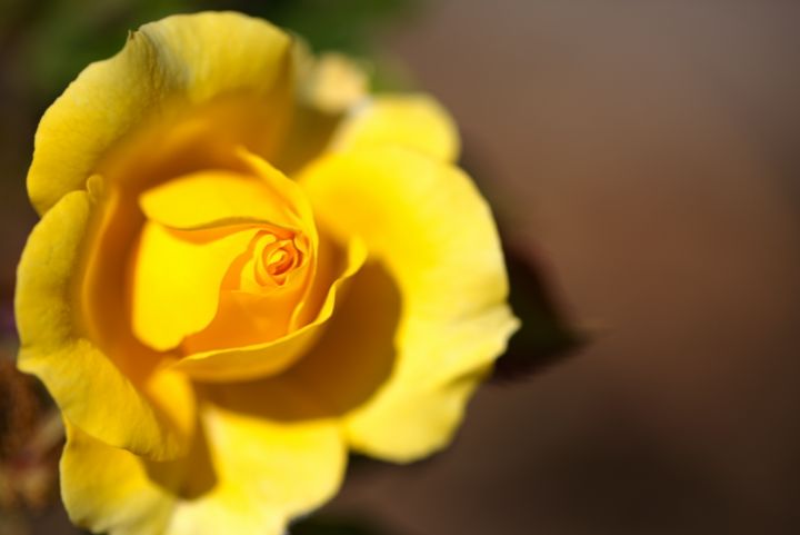Gold Bunny Rose Yellow - Joy Watson Photography - Photography, Flowers ...