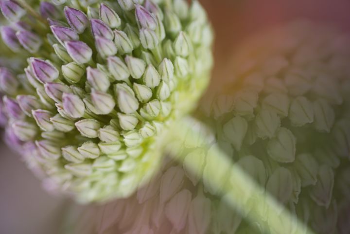 Garlic Bloom Soft Double - Joy Watson Photography - Digital Art & AI ...