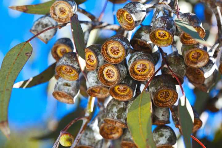 Gumnut Stars Attached - Joy Watson Photography - Photography, Flowers ...