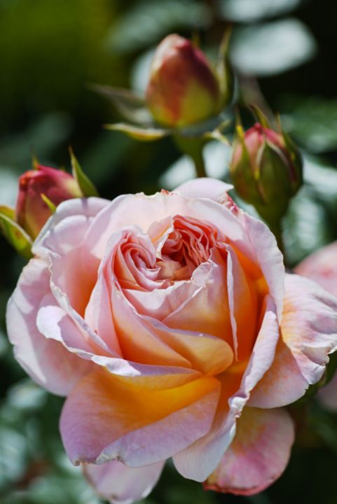 Pink Rose And Three Buds - Joy Watson Photography - Photography ...