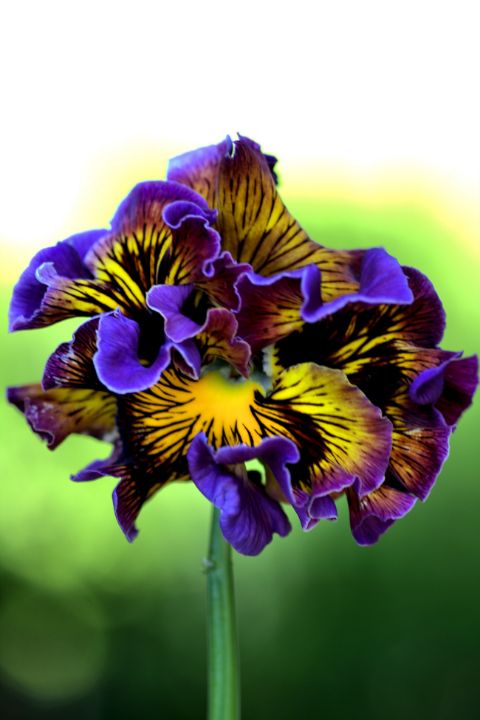 Frilly Pansy In Bloom - Joy Watson Photography - Photography, Flowers ...
