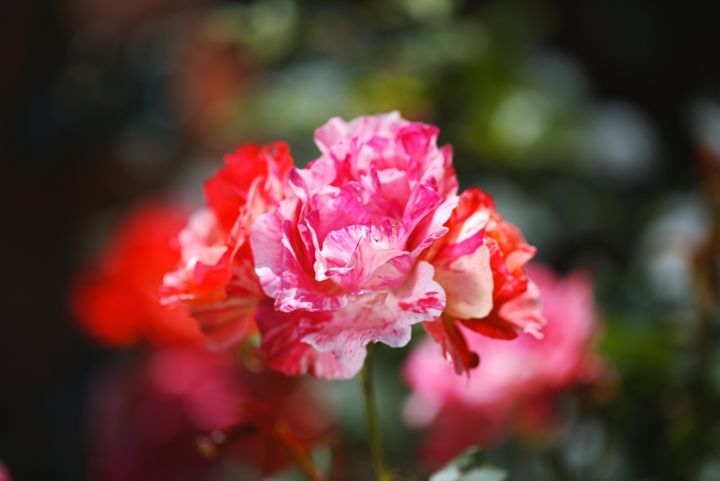 Variegated Roses On The Stage - Joy Watson Photography - Photography ...